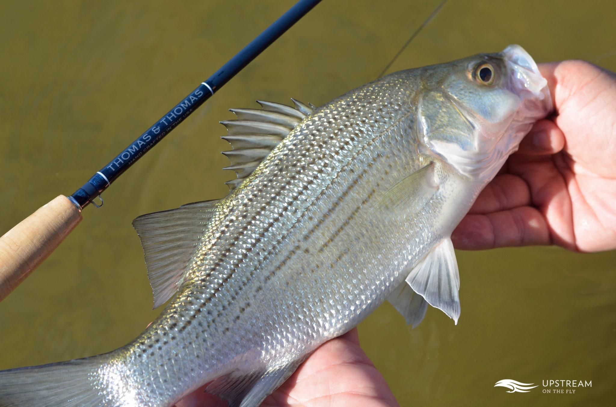 Blog - Upstream On The Fly